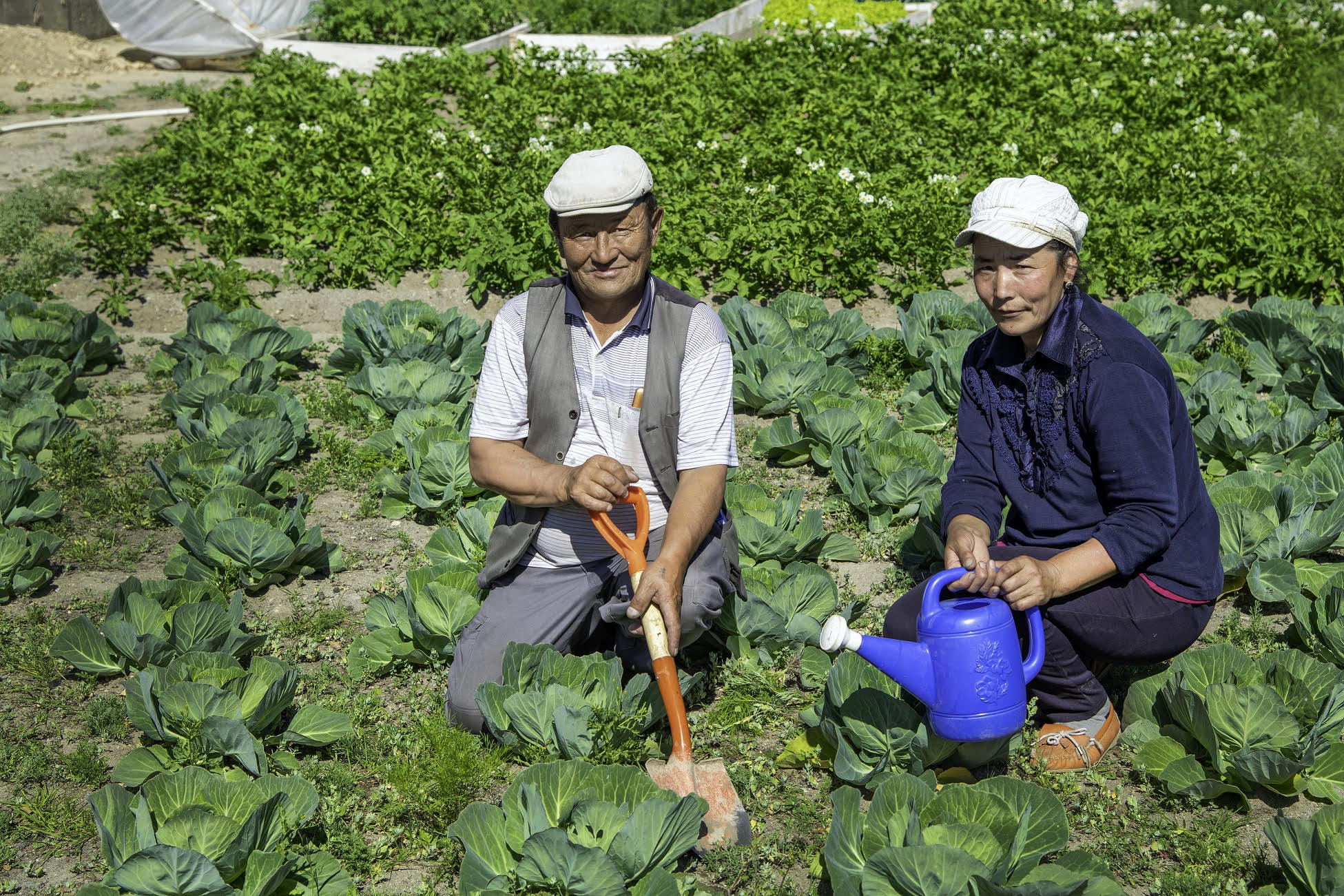 Growing Vegetable Gardens in Mongolia | ADRA Asia Regional Office